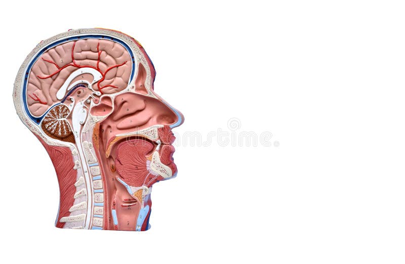 Half-head human model stock image. Image of anatomical - 101168179