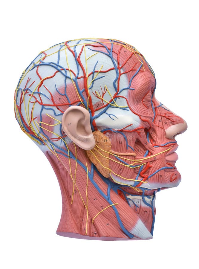 Half-head human model stock photo. Image of neck, view - 101168100