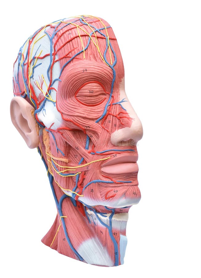 Half-head human model stock photo. Image of neck, view - 101168100