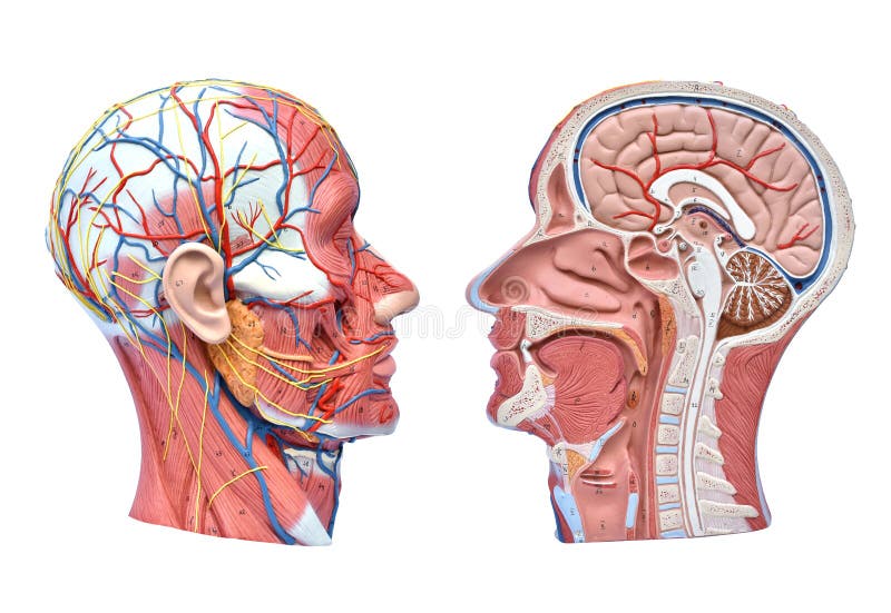Half-head human model stock photo. Image of neck, view - 101168100