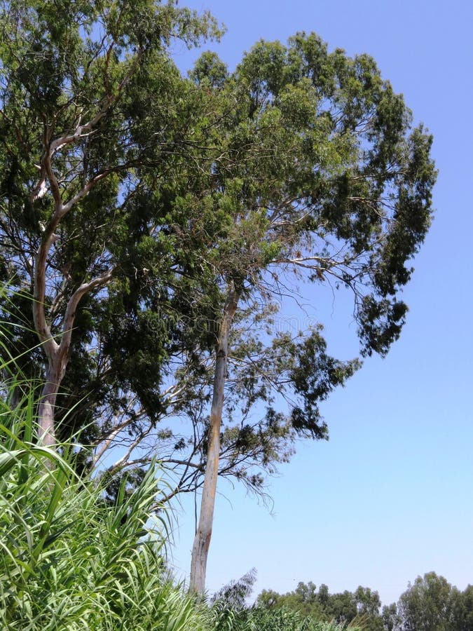 Half Heart Shaped Green Tree Stock Image - Image of tree, heart: 110668053