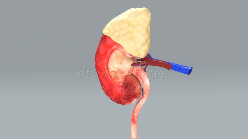 Half Kidney Back View stock illustration. Illustration of body - 84220398