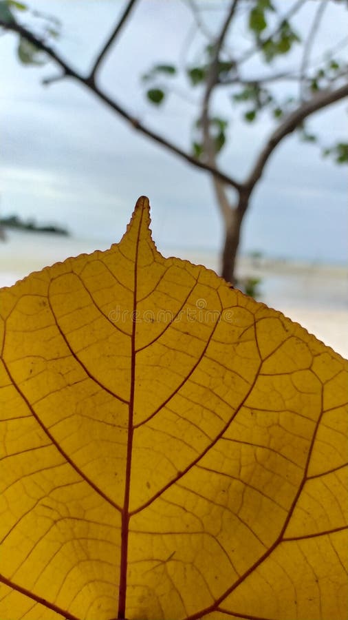 A half of leaf stock image. Image of maple, petal, autumn - 206971627