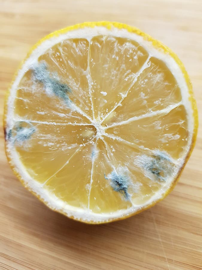 Spoiled moldy lemon stock image. Image of stench, fruit - 55690617