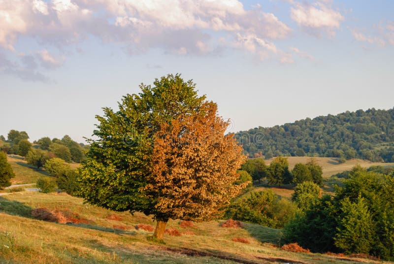 Half living half dead tree stock photo. Image of nature - 35516750