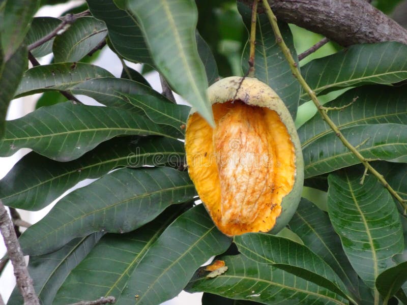 A half mango stock image. Image of berry, leaf, vegetable - 225497253