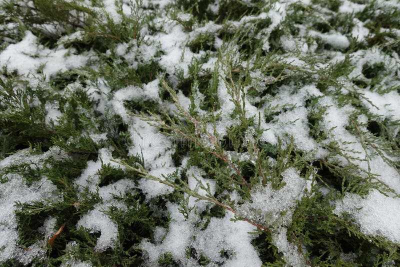 Half Melted Snow on Branches of Juniper Stock Image - Image of ...