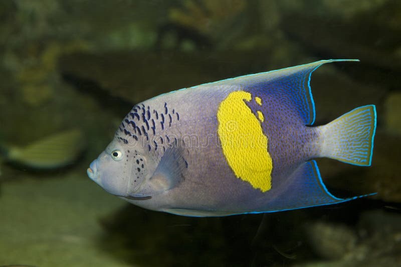Half moon angelfish stock photo. Image of feeding, pacific - 7375168