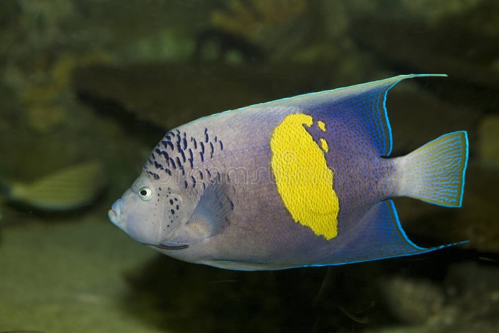 Half moon angelfish stock photo. Image of feeding, pacific - 7375168