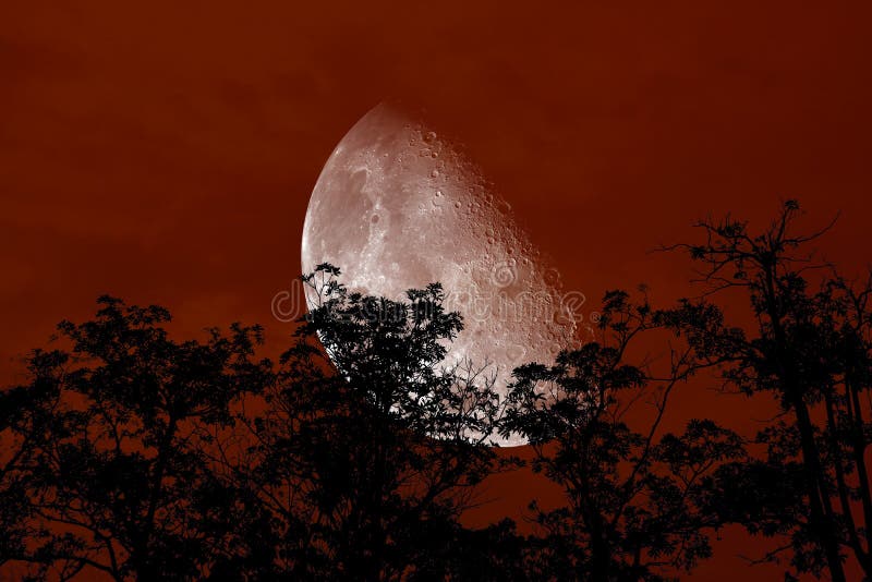 Half Moon Back Silhouette Branch Tree Night Red Sky Stock Photo - Image ...