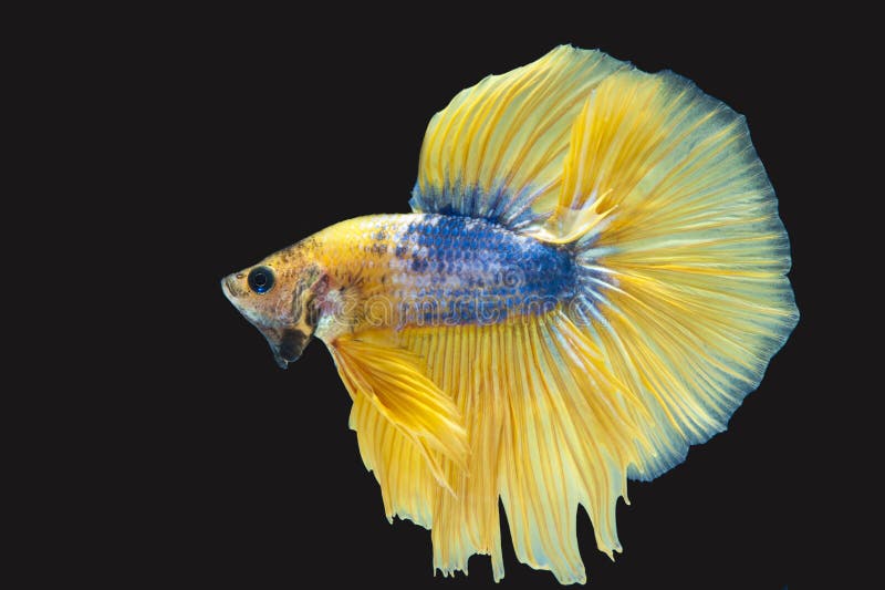 Half moon betta fish stock image. Image of moon, black - 72688675