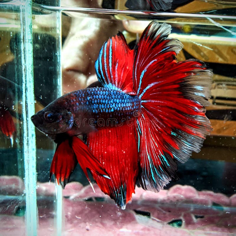 Half-moon betta fish stock image. Image of reef, flower - 206837097