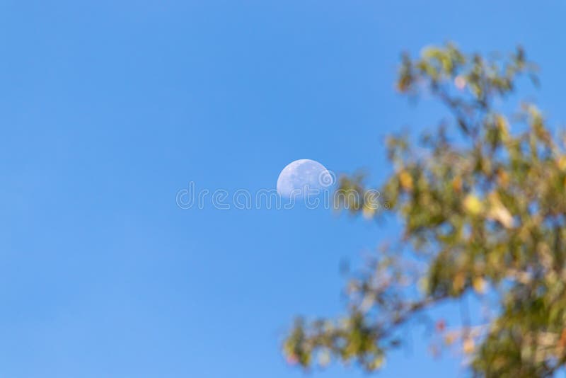 Half Moon and the Blue Skies in the Evening, Out of Focus Tree Branches ...