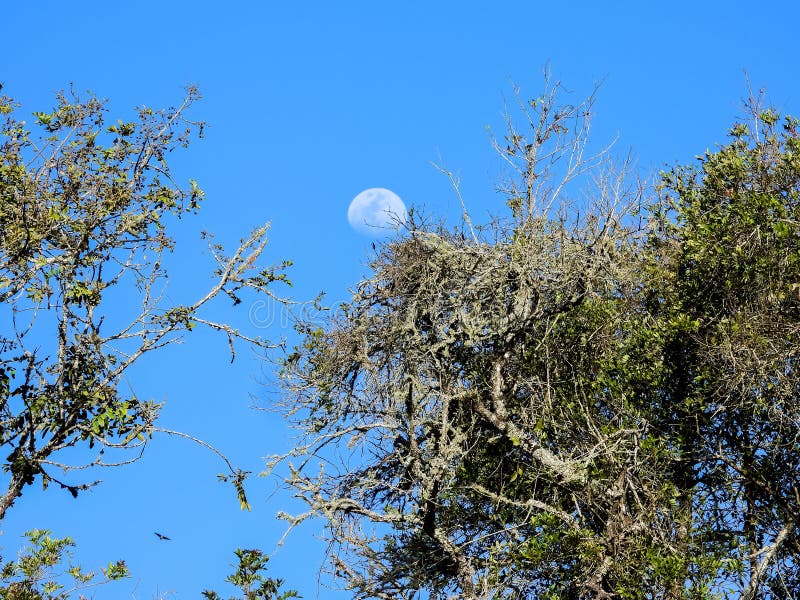 Half moon during the day stock photo. Image of biodiversity - 261088880