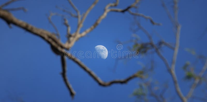 567 Half Dead Tree Photos - Free & Royalty-Free Stock Photos from ...