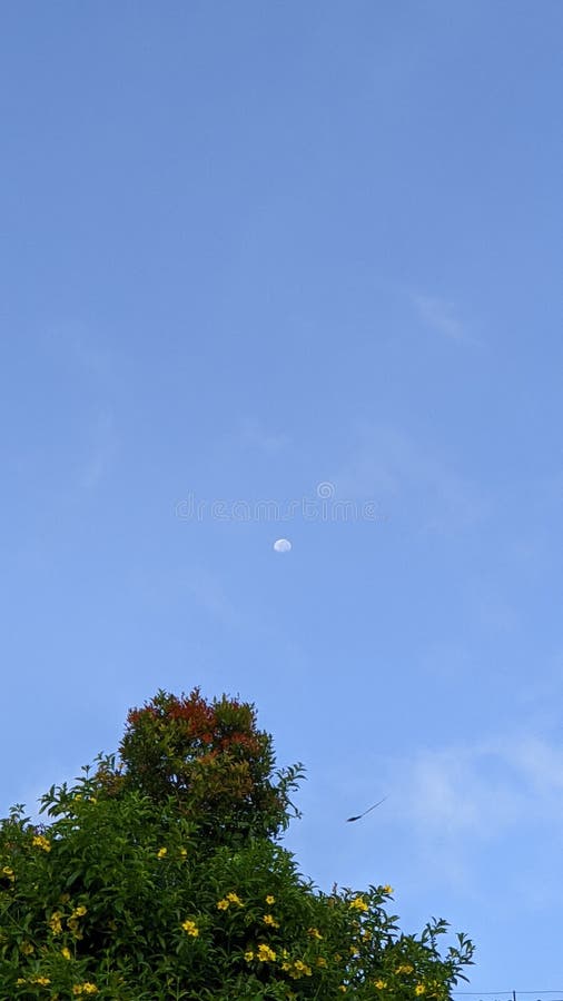 A Half Moon on the Morning Sky Stock Image - Image of bluesky, morning ...