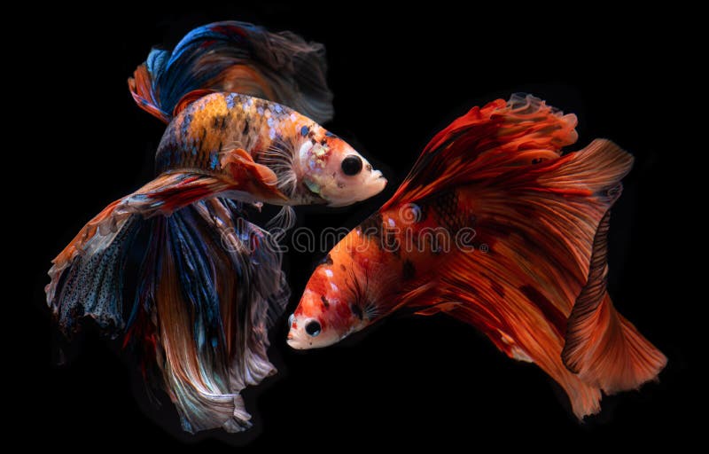 Half moon nemo betta fish stock photo. Image of aquatic - 163972540