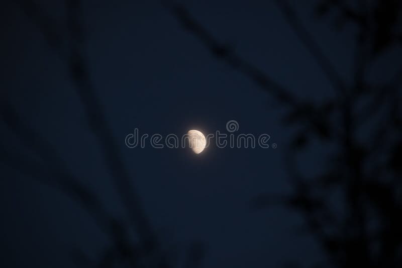 Half Moon in the Night Sky among Tree Branches and Bushes. Stock Photo ...