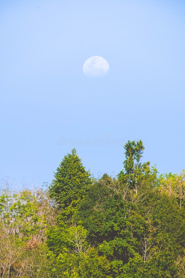 Half Moon Over Mountain in Tropical Forest Stock Photo - Image of ...