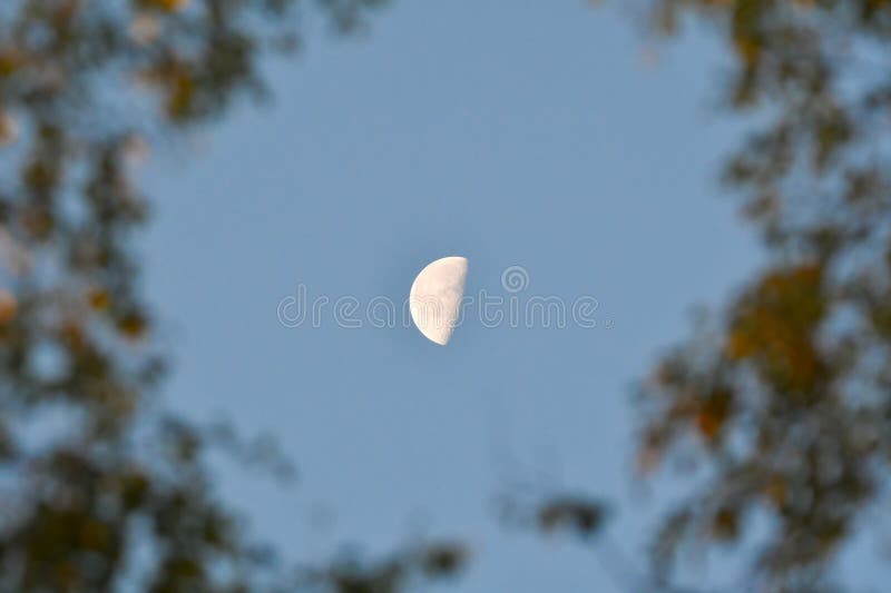 Half Moon Peeking through the Trees Stock Photo - Image of blue, nature ...