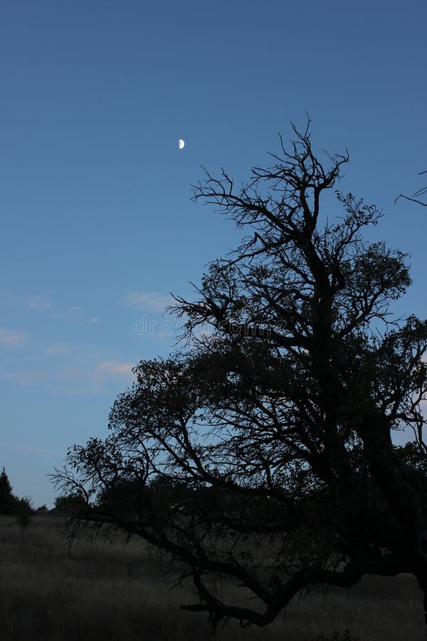 Half Moon Rising Behind the Silhouette of a Tree. Stock Photo - Image ...