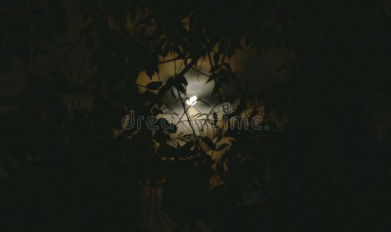 Half Moon Spreading Light Behind Tree Branch in Night Stock Image ...