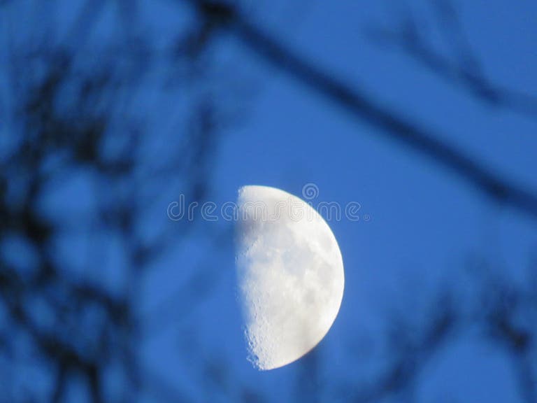 The Half Moon through the Trees Branches Stock Image - Image of ...