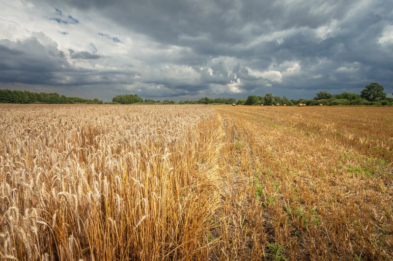 A Half-mowed Grain Field and a Stormy Sky Stock Image - Image of blue ...