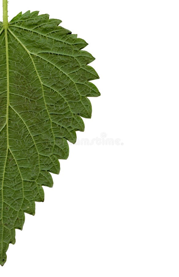 Half of a Nettle Leaf Reverse Side with Burning Hairs Stock Photo ...