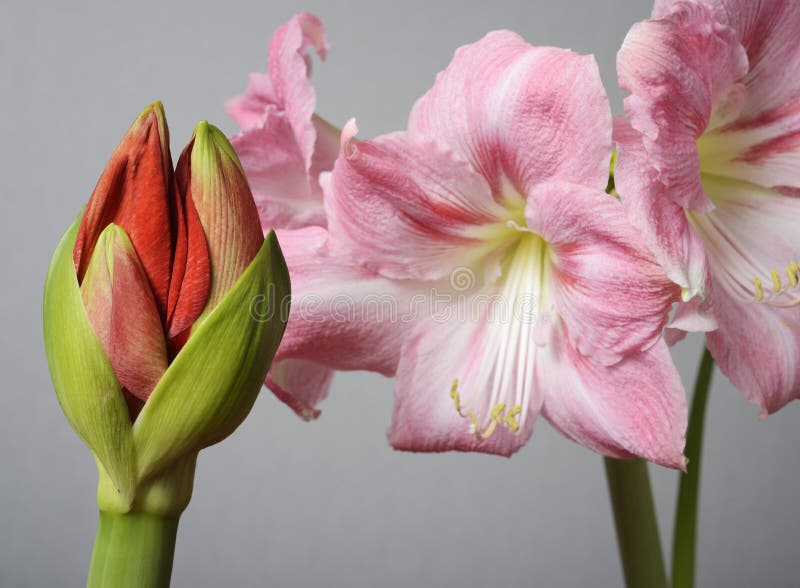 Half Open Amaryllis Bud and Amaryllis Flowers Stock Image - Image of ...