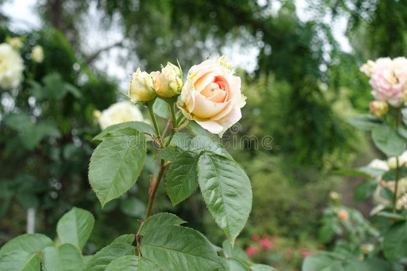 Half Open Beige Flower and Buds of Garden Rose in June Stock Photo ...