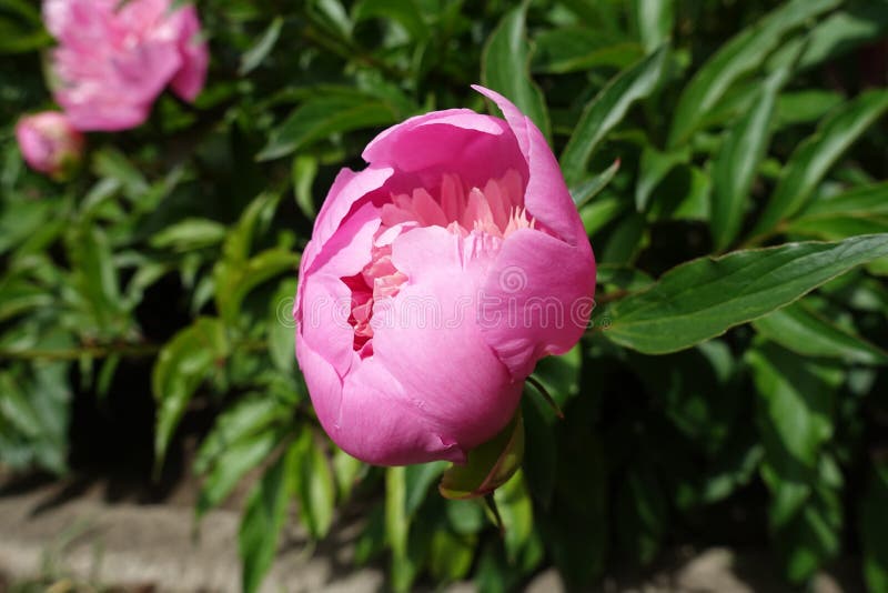 Half Open Flower Bud of Pink Peony in May Stock Image - Image of flora ...