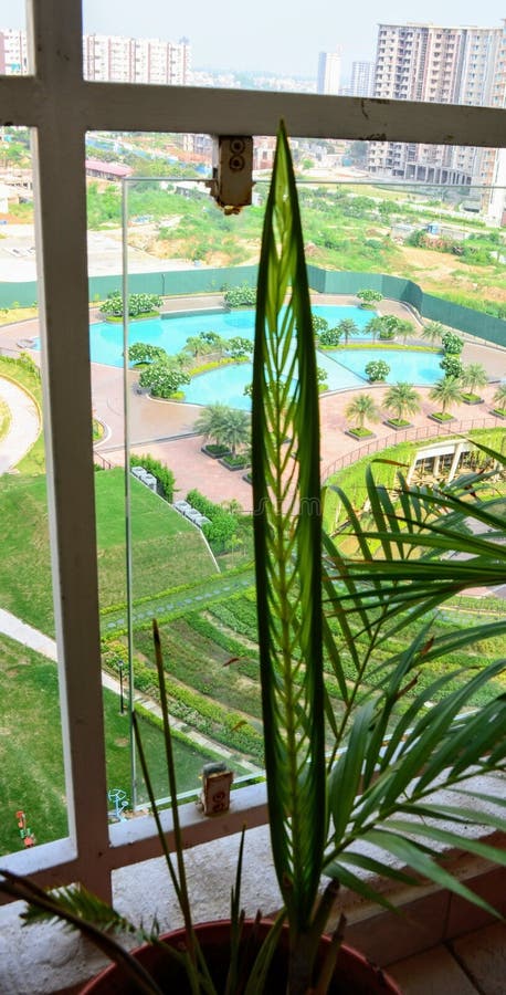 Half Open Leaf of Areca Palm Planted in a Pot. Beautiful Pattern ...