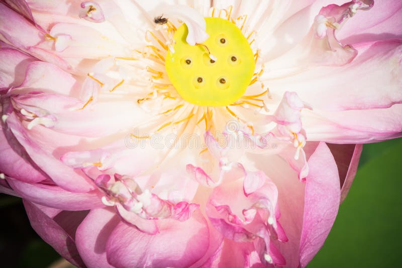 A Half of Open Lotus Flower Stock Image - Image of aquatic, tranquil ...