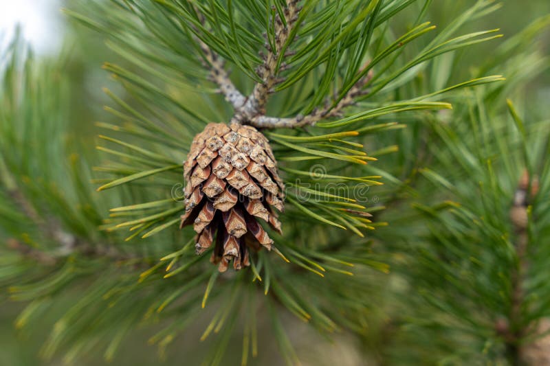 Half-open Pine Cone on Branch with Green Needles Stock Image - Image of ...