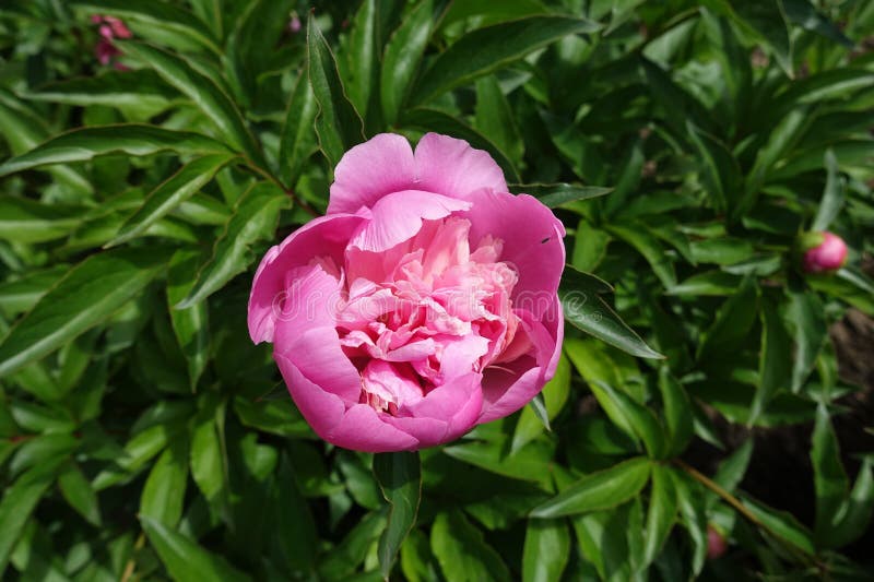 Half Open Pink Flower of Peony in Mid June Stock Image - Image of bloom ...