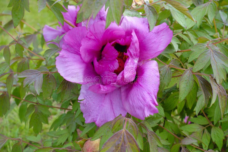 Half Open Pink Flower of Tree Peony Stock Photo - Image of paeonia ...