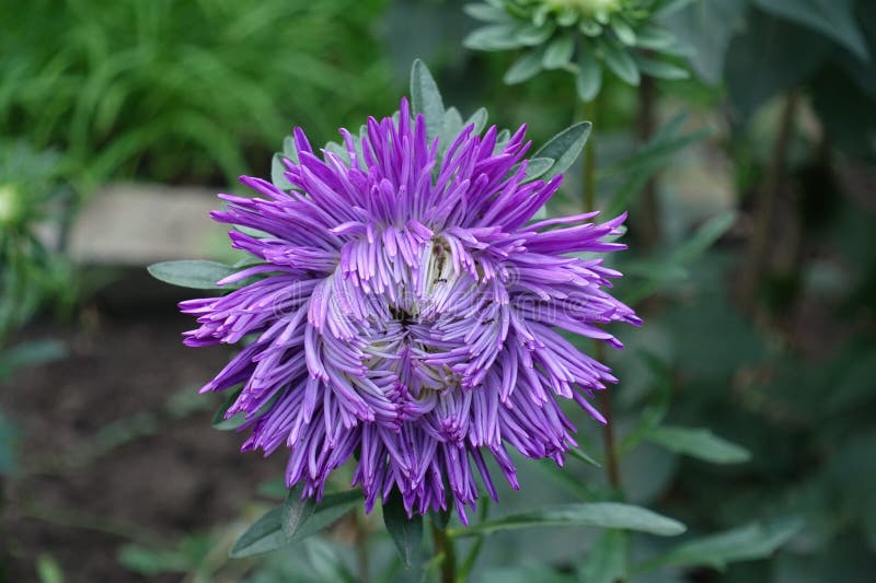 Half Open Purple Flower of China Aster Stock Photo - Image of leaf ...