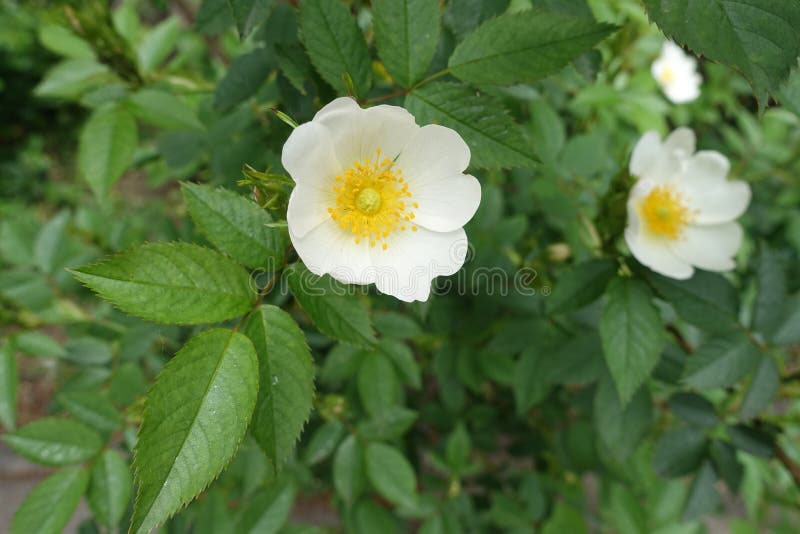 Half Open Single White Flower of Dog Rose in May Stock Photo - Image of ...