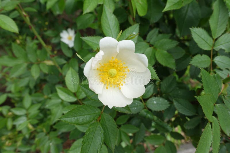 Half-open Single White Flower of Dog Rose in May Stock Photo - Image of ...