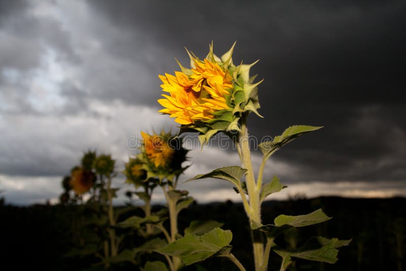 Half-open sunflower stock image. Image of cloudy, threatened - 20617719