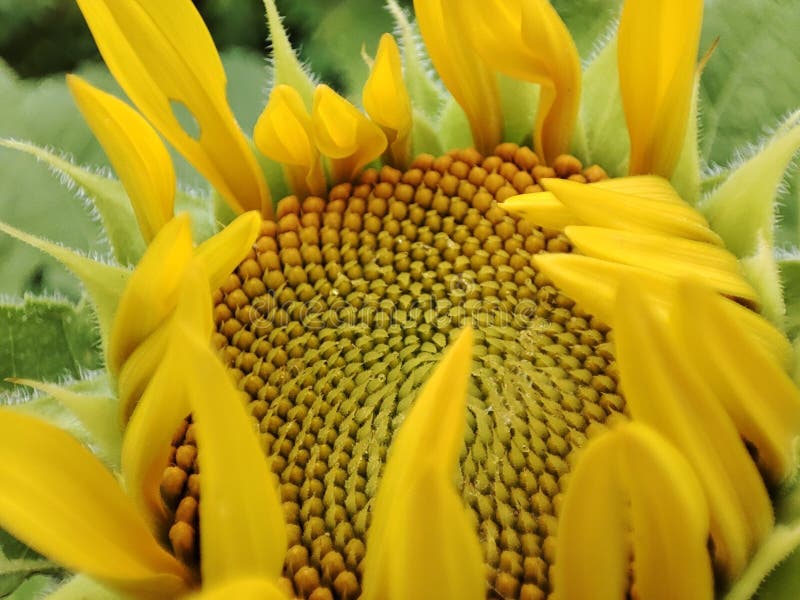 Open Sunflower - in Field of Sunflowers Stock Photo - Image of flower ...