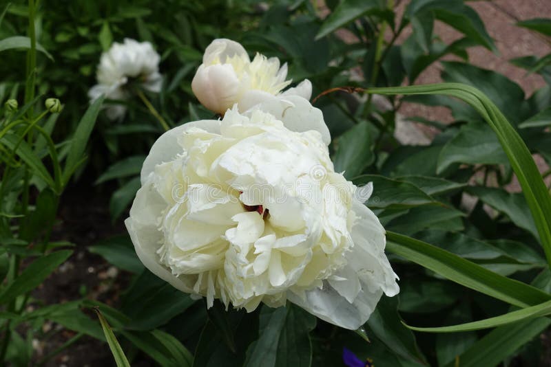 Half Open White Flowers of Peonies in June Stock Photo - Image of ...