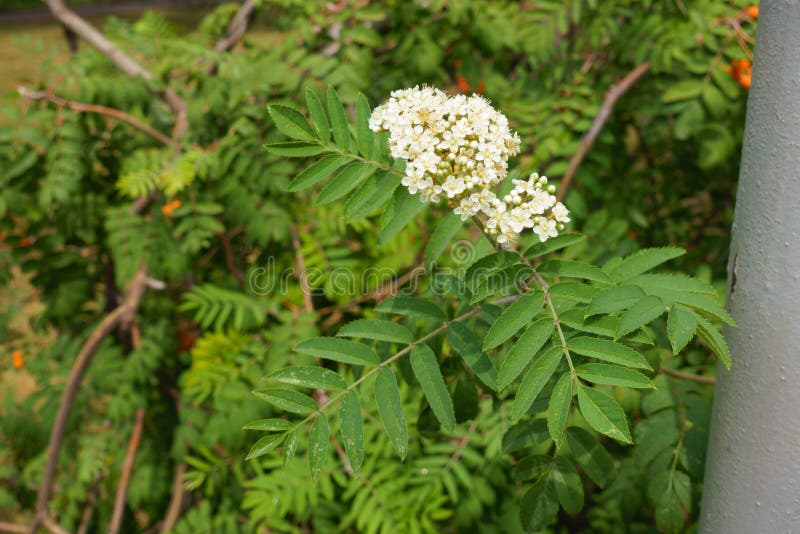 Half Open White Flowers of European Rowan in July Stock Photo - Image ...