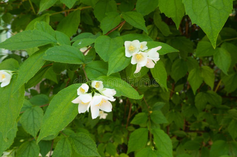 Half-open White Flowers of Philadelphus Coronarius in May Stock Photo ...