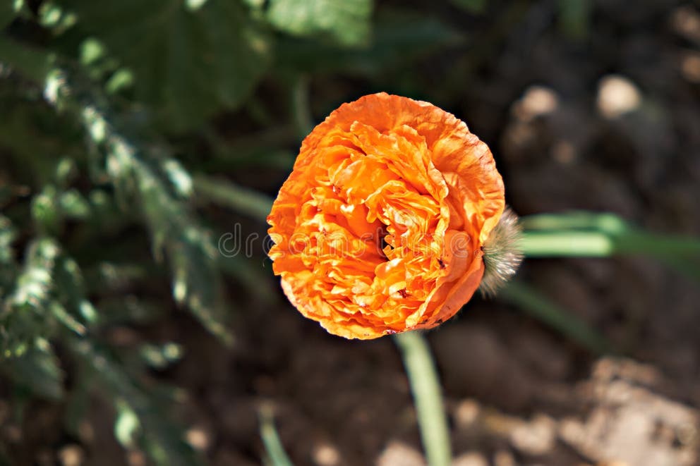 A Half-opened Bud of a Poppy Flower in Spring, May. Selective Focus ...