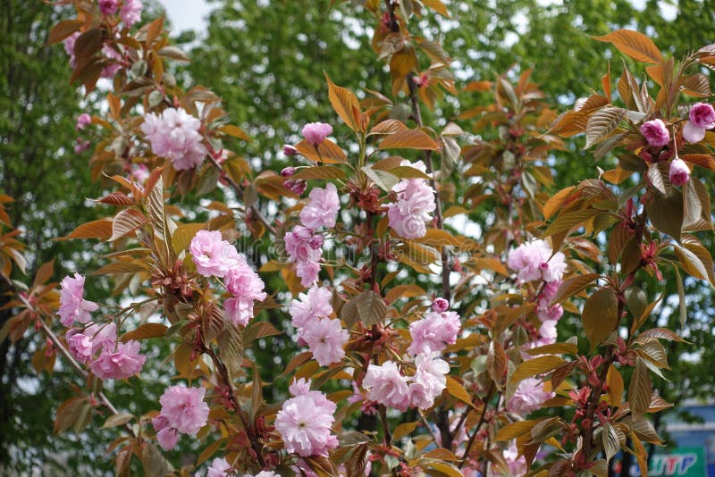 Half Opened Double Pink Flowers of Sakura in April Stock Photo - Image ...
