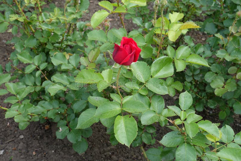 Half-opened Flower of Red Rose in the Garden in May Stock Image - Image ...