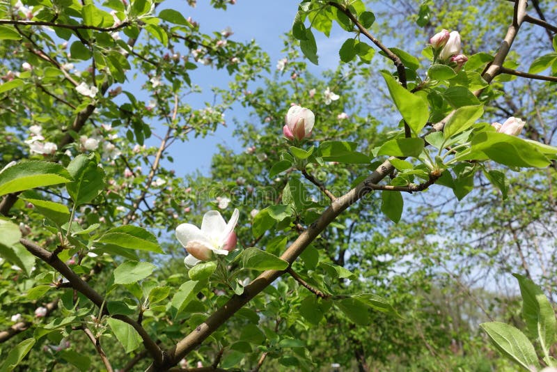 Half Opened Flowers on Branch of Apple in April Stock Image - Image of ...