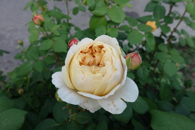 Half Opened Light Beige Flower of Rose Stock Photo - Image of blossom ...